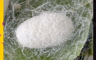 蚕茧怎么做_蚕茧的制作步骤详解