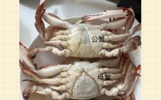 蟹黄和蟹屎位置图解_如何快速区分蟹黄与蟹屎
