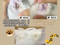 猫耳朵脏怎么办_猫耳朵脏用什么清洁
