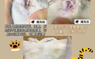 猫耳朵脏怎么办_猫耳朵脏用什么清洁 猫耳朵脏怎么办_猫耳朵脏用什么清洁