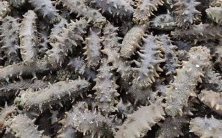 大连半干海参多少钱一斤_大连半干海参价格走势