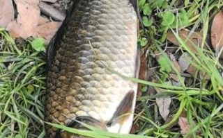 野生鲫鱼一年能长多大_野生鲫鱼生长速度