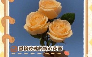 香槟玫瑰花语是什么意思_适合送什么人