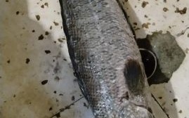 财鱼是什么鱼_财鱼多少钱一斤 财鱼是什么鱼_财鱼多少钱一斤