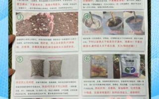 山茶树怎么养_山茶树多久开花