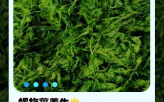 螺旋藻片怎么吃减肥_饭前还是饭后吃 螺旋藻片怎么吃减肥_饭前还是饭后吃