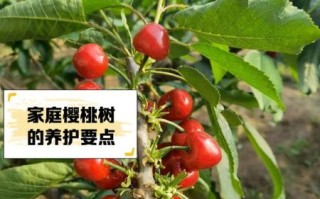 樱桃树图片大全_如何识别不同品种