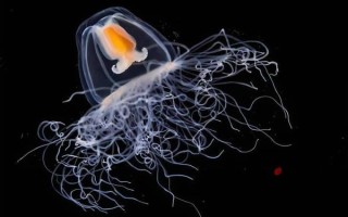 灯塔水母为什么永生_灯塔水母图片高清细节