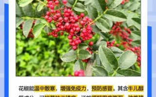 花椒加什么通便_花椒加一物三天排出5斤大便