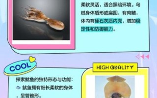 乌贼和章鱼的区别图片_乌贼章鱼怎么区分