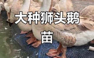 狮头鹅多少钱一只_狮头鹅养殖技术