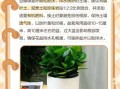 豆瓣菜怎么种_豆瓣菜种植方法