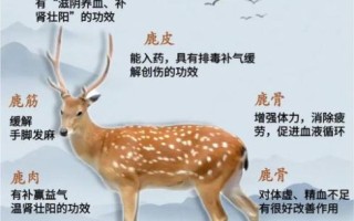 鹿鞭的功效与作用_鹿鞭的禁忌有哪些