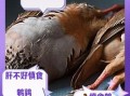 鹌鹑肉的功效与禁忌_哪些人不能吃