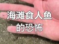食人鱼事件_食人鱼真的会攻击人吗