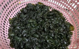 无土栽培地皮菜怎么做_无土栽培地皮菜需要哪些设备