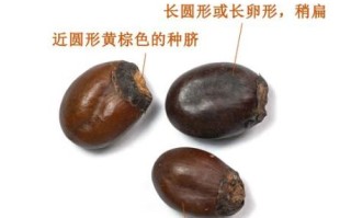 荔枝核的神奇妙用_荔枝核怎么用最有效