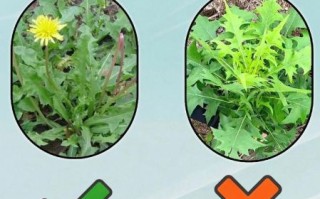 野菜大全图片及名称_哪些野菜可以吃