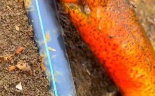 36斤望月鳝长什么样_望月鳝最大能长多大