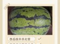 西瓜皮能减肥吗_西瓜皮减肥怎么吃