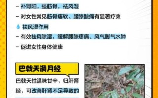 盐巴戟天的功效与作用_盐巴戟天适合哪些人吃