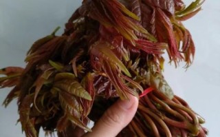 香椿怎么吃最好凉菜_香椿凉拌做法大全