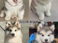 阿拉斯加犬图片_如何挑选纯种幼犬