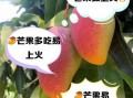 芒果上火还是降火_吃芒果会不会上火