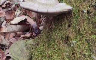 树舌灵芝的功效与作用_树舌灵芝怎么吃效果最好