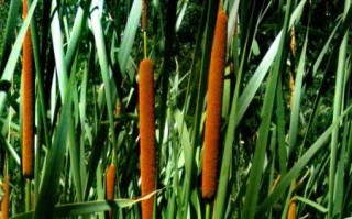 蒲菜野生长什么样_蒲菜和香蒲区别