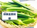 秋葵和韭菜哪个壮阳_秋葵壮阳还是韭菜壮阳