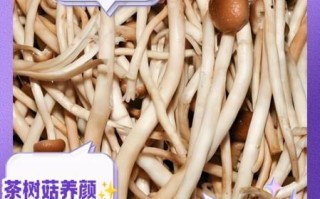 茶树菇怎么种_茶树菇种植技术要点