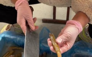 蛏子怎么去内脏_蛏子内脏清理图解