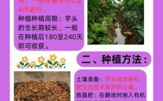 芋头怎么种才能高产_芋头高产种植技术要点