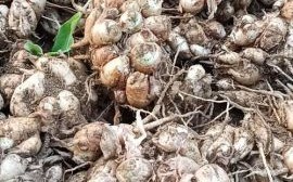 沙姜长什么样_沙姜植株图片特征