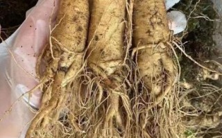 鲜人参的功效与作用_鲜人参怎么吃效果最好