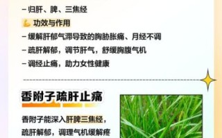 香附的功效与作用_香附怎么服用最有效