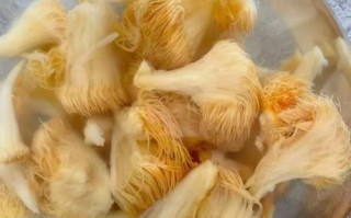 猴头菇怎么泡发_猴头菇怎么炒好吃