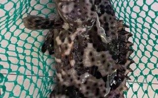 龙胆石斑鱼多少钱一斤_龙胆石斑鱼价格行情