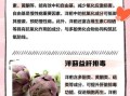 洋蓟草本有什么功效_洋蓟草本怎么吃效果最好