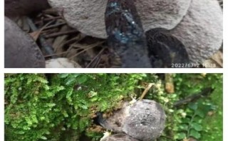 黑牛肝菌有毒吗_黑牛肝菌能吃吗