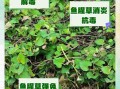 鱼腥草煮水能天天喝吗_鱼腥草煮水的功效与作用