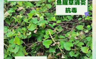 鱼腥草煮水能天天喝吗_鱼腥草煮水的功效与作用
