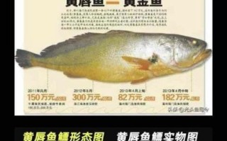 黄唇鱼多少钱一斤_黄唇鱼价格为什么这么贵