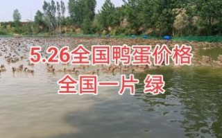 鸭蛋价格今日多少钱一斤_鸭蛋行情今日报价