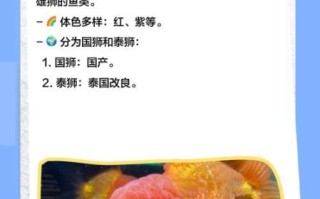 狮子头金鱼怎么养_狮子头金鱼能长多大