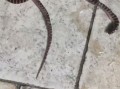 农村红蛇是什么蛇_有毒吗