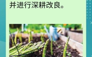 芦笋种子怎么种_芦笋种子种植方法