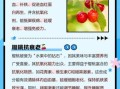 樱桃的营养价值有哪些_樱桃一天吃多少合适