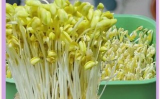 豆芽软件怎么用_豆芽软件收费吗